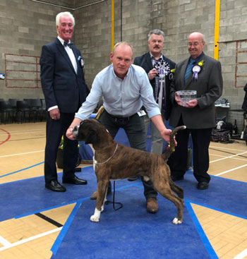The Northern Boxer Club