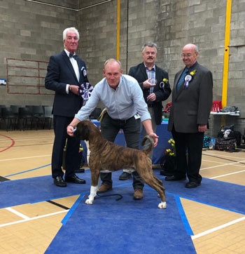 The Northern Boxer Club